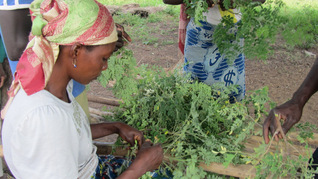 Why You Should Eat More Moringa - Kuli Kuli Foods