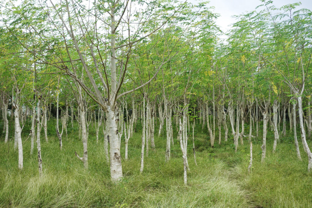 Not Just Nutritious: Moringa as a Sustainable Food Source - Kuli Kuli Foods