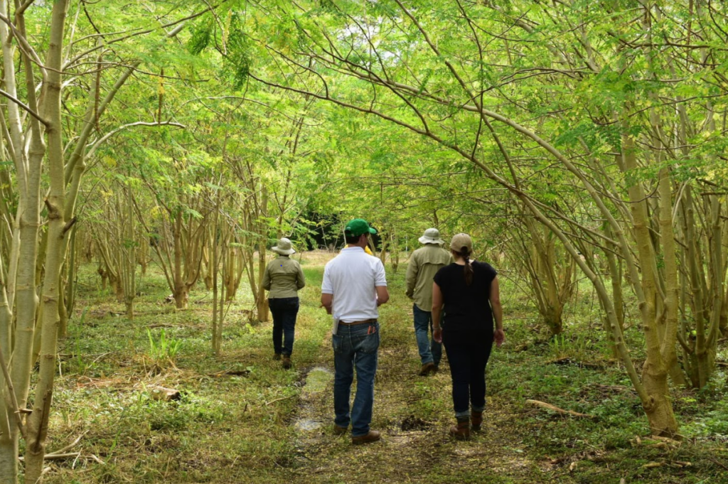 Moringa Supply Chains and Ethical Purchasing - Kuli Kuli Foods