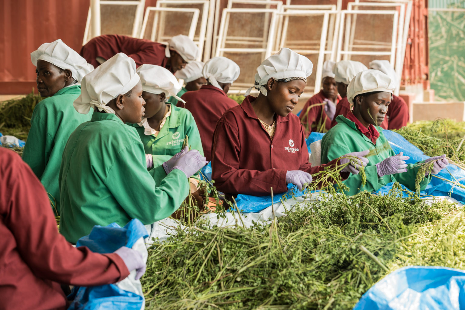 3 Ways to Tell if Your Moringa is Good Quality - Kuli Kuli Foods